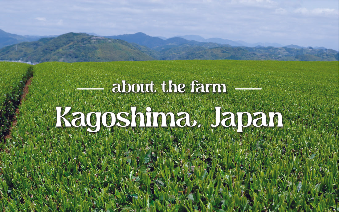 Explore Our Matcha Farm – Botanik Herbs & Tea